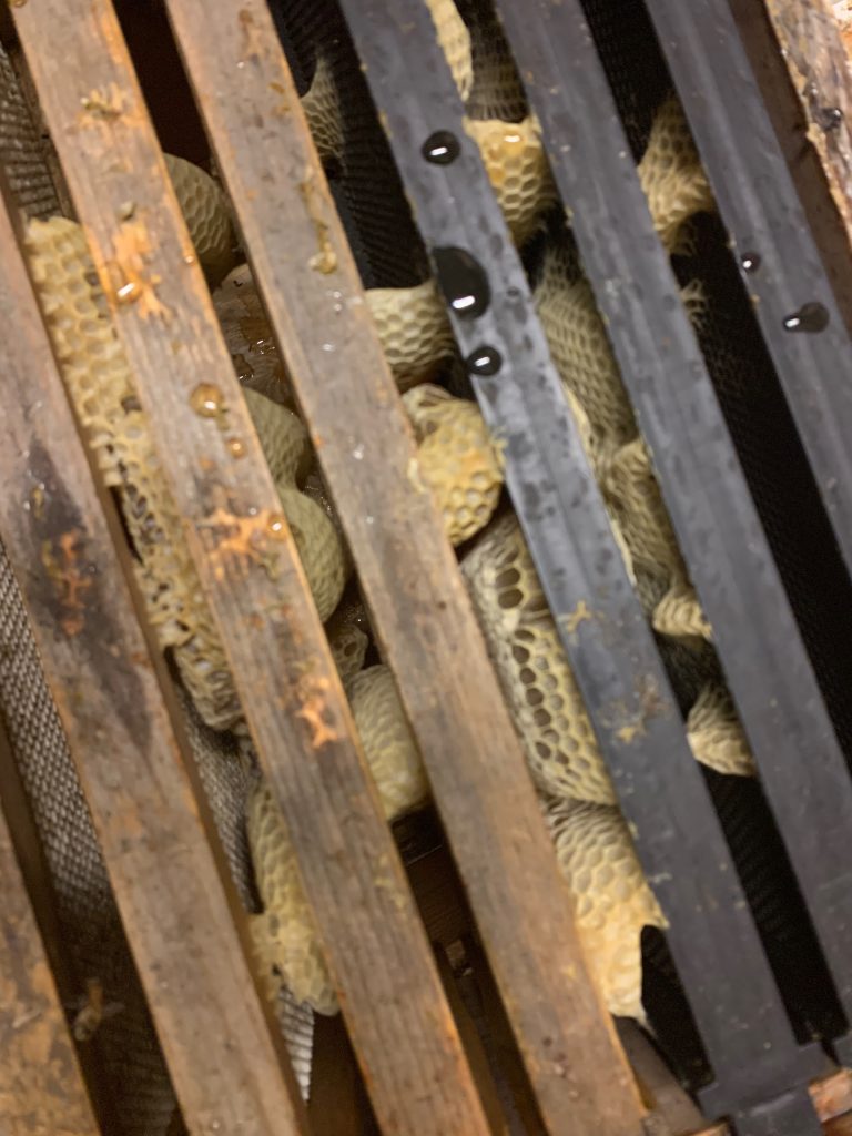 Types of Comb and What They Tell Us About Our Bees - Backyard Beekeeping